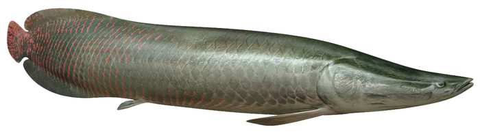 Arapaima velká (Arapaima gigas) :: Rodinná farma Bušanovice