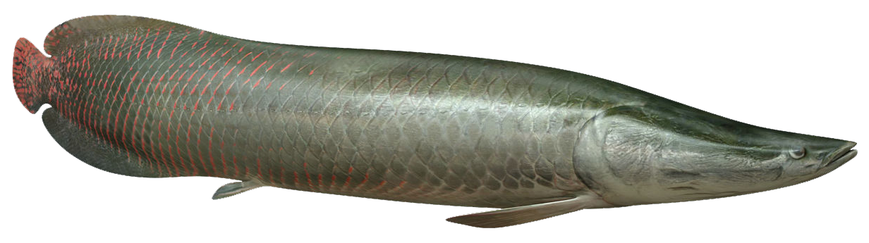 Arapaima velká (Arapaima gigas) :: Rodinná farma Bušanovice