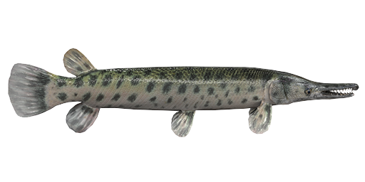 Kostlín skvrnitý (Lepisosteus oculatus) :: Rodinná farma Bušanovice